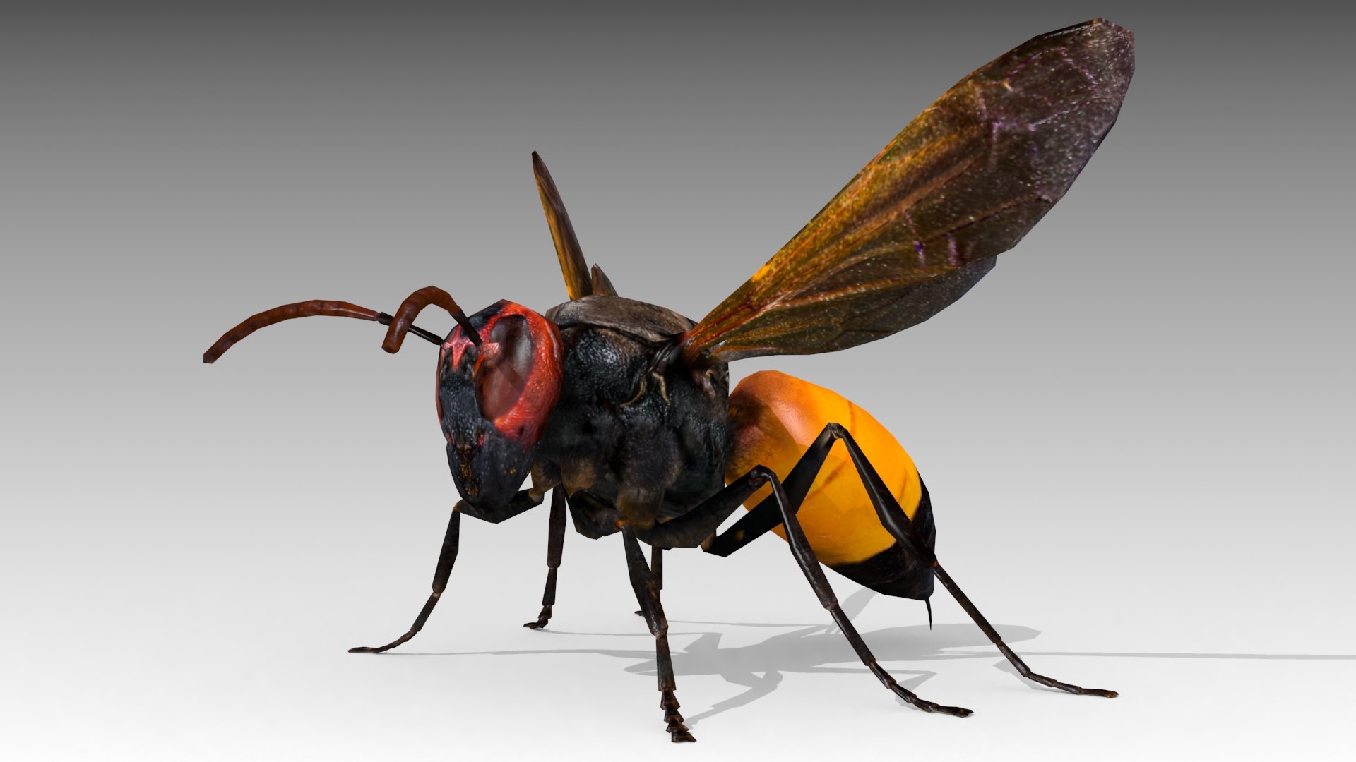 3D Hornet Animations Model - TurboSquid 1286730
