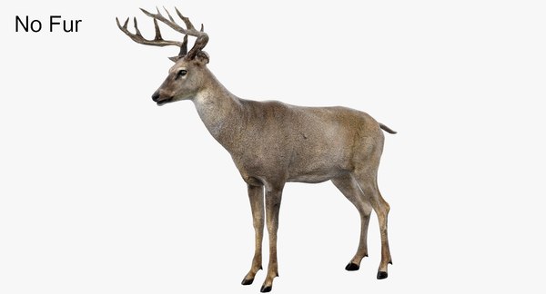 Deer Anatomy 3D-Modell - TurboSquid 1386943