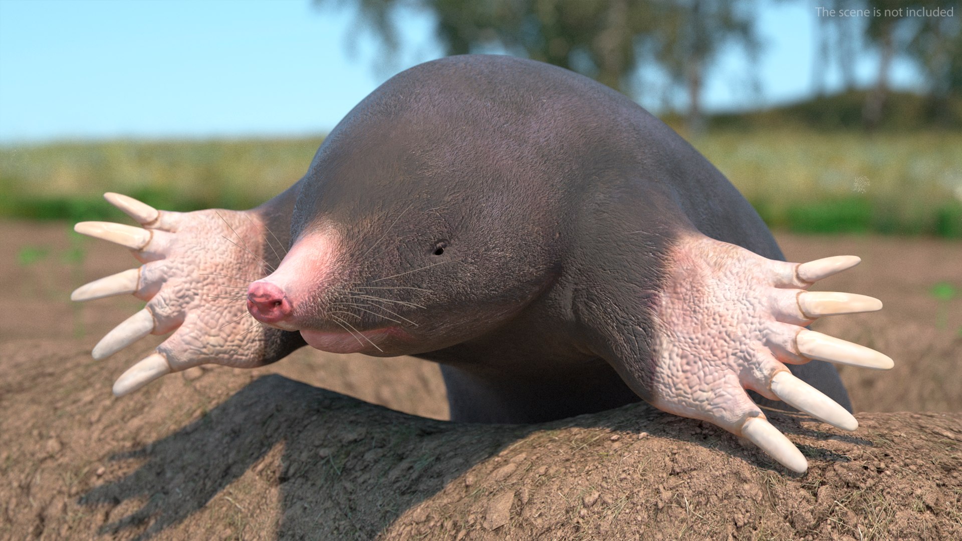 3D Mole Animal - TurboSquid 2228023