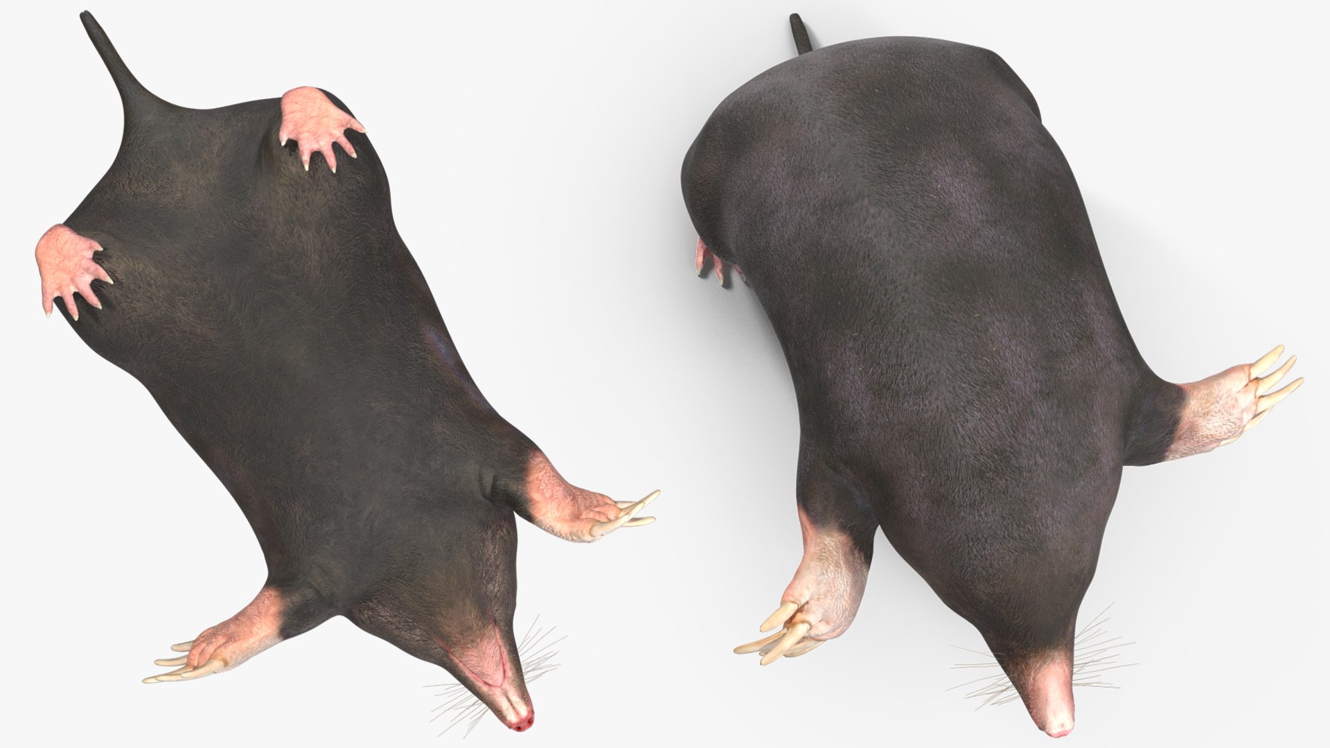 3D Mole Animal - TurboSquid 2228023