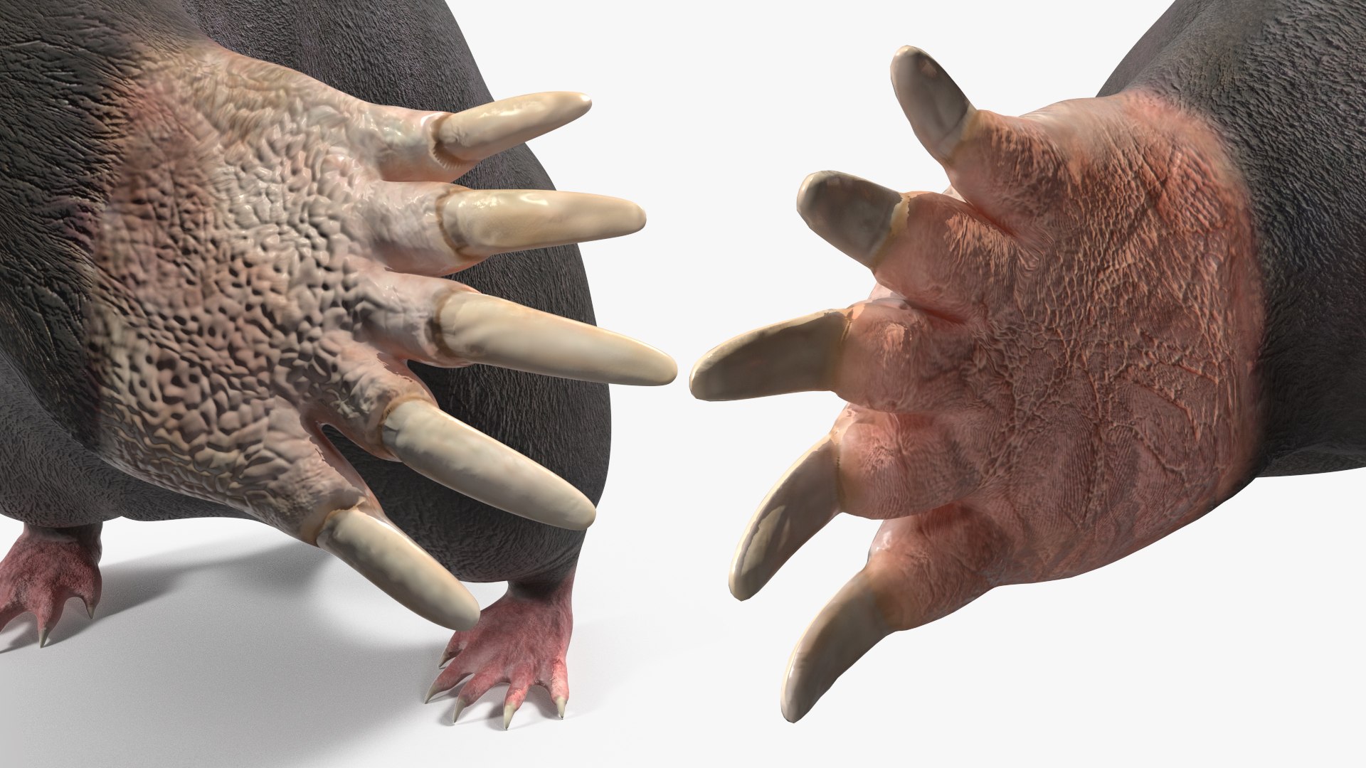 3D Mole Animal - TurboSquid 2228023