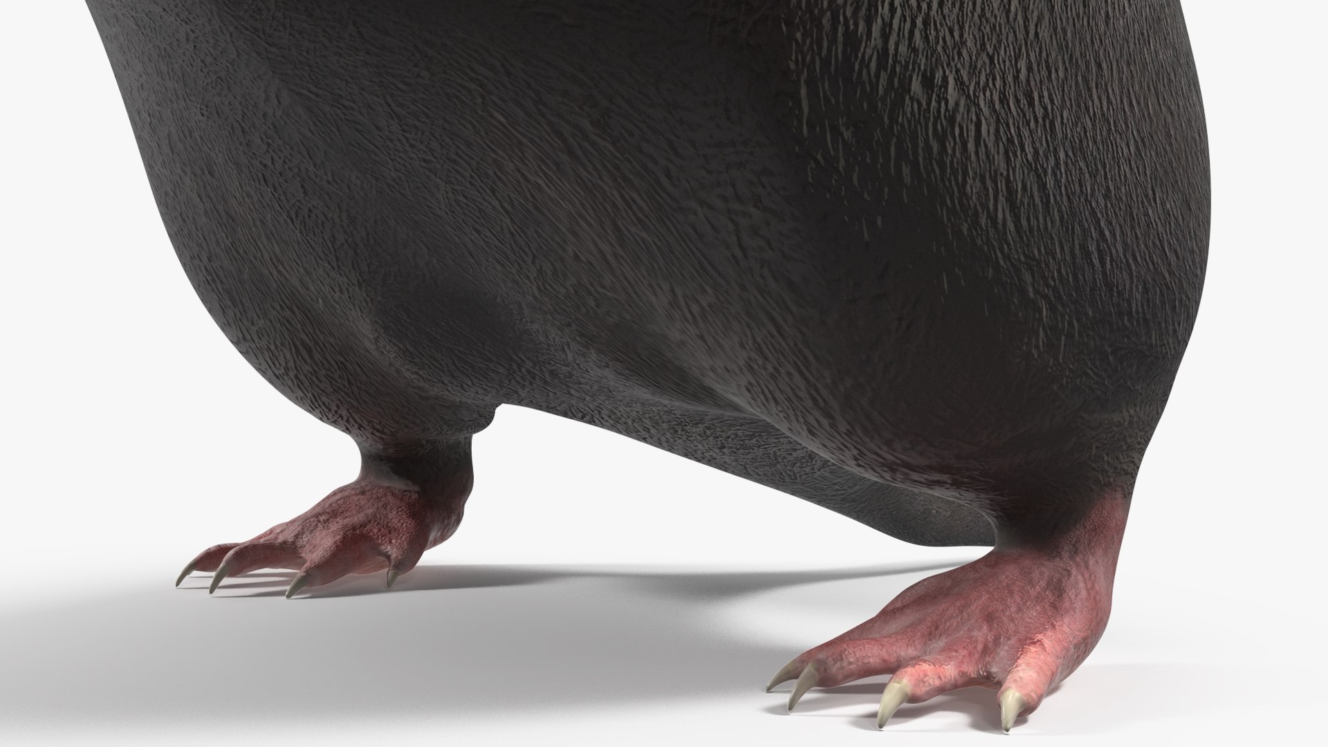 3D Mole Animal - TurboSquid 2228023