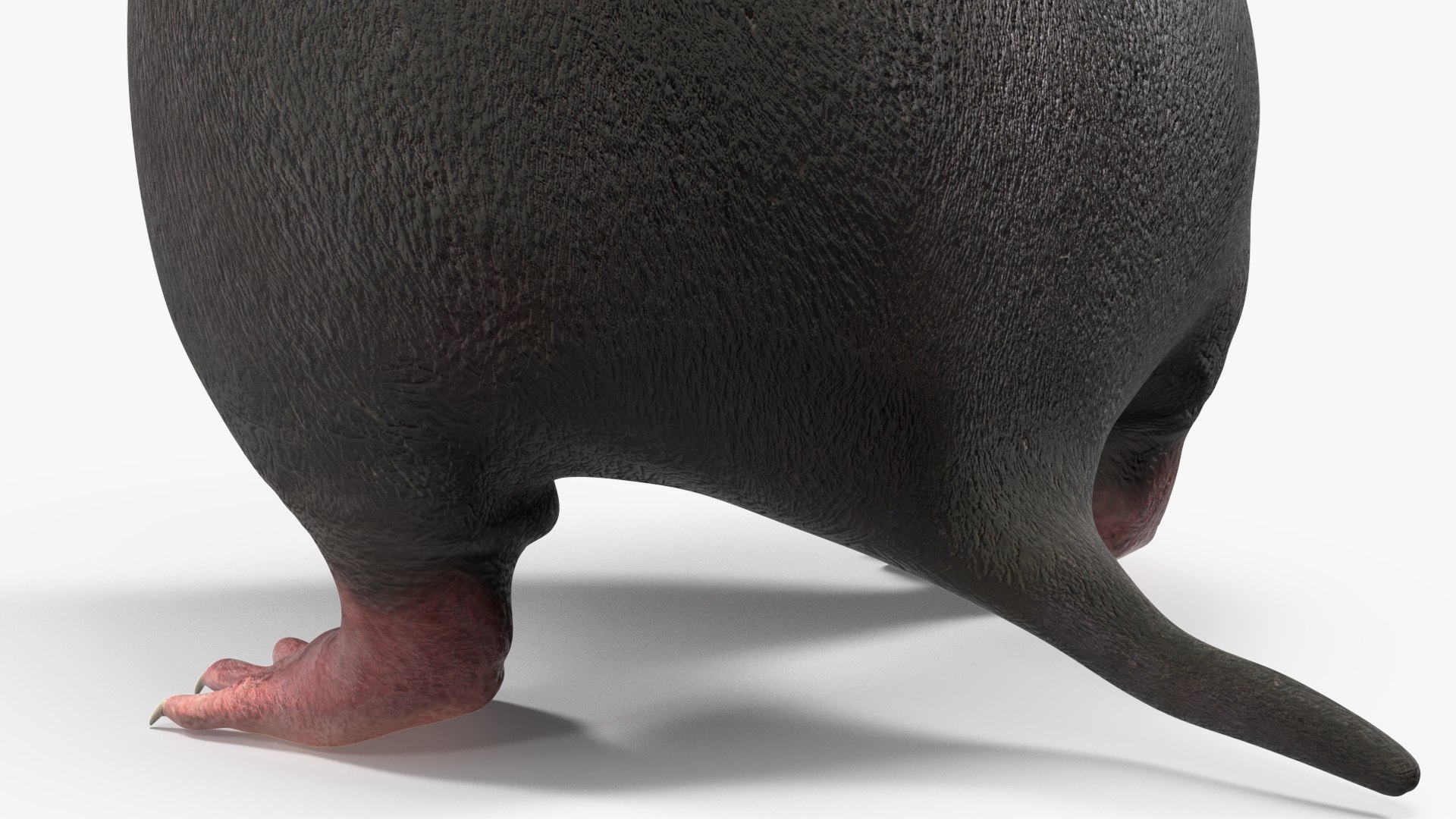 3D Mole Animal - TurboSquid 2228023