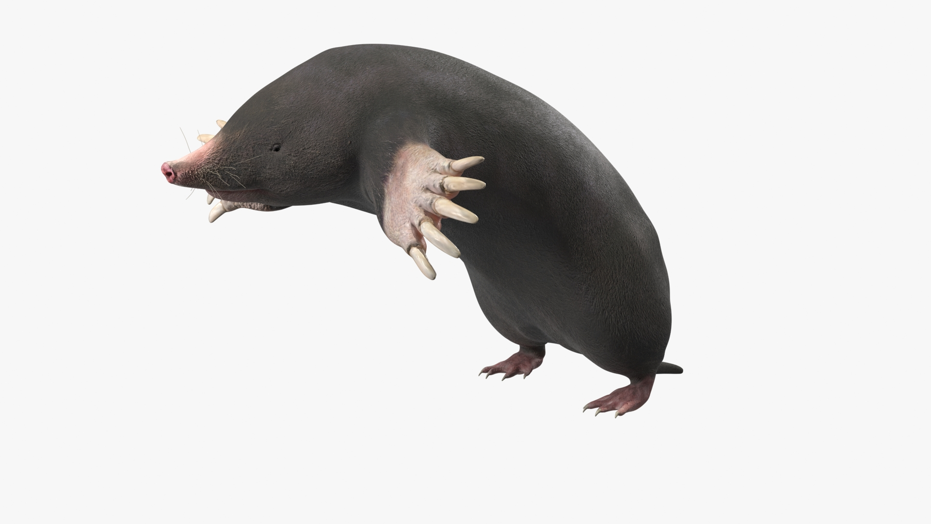 3D Mole Animal - TurboSquid 2228023