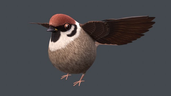 3D Sparrow Models | TurboSquid