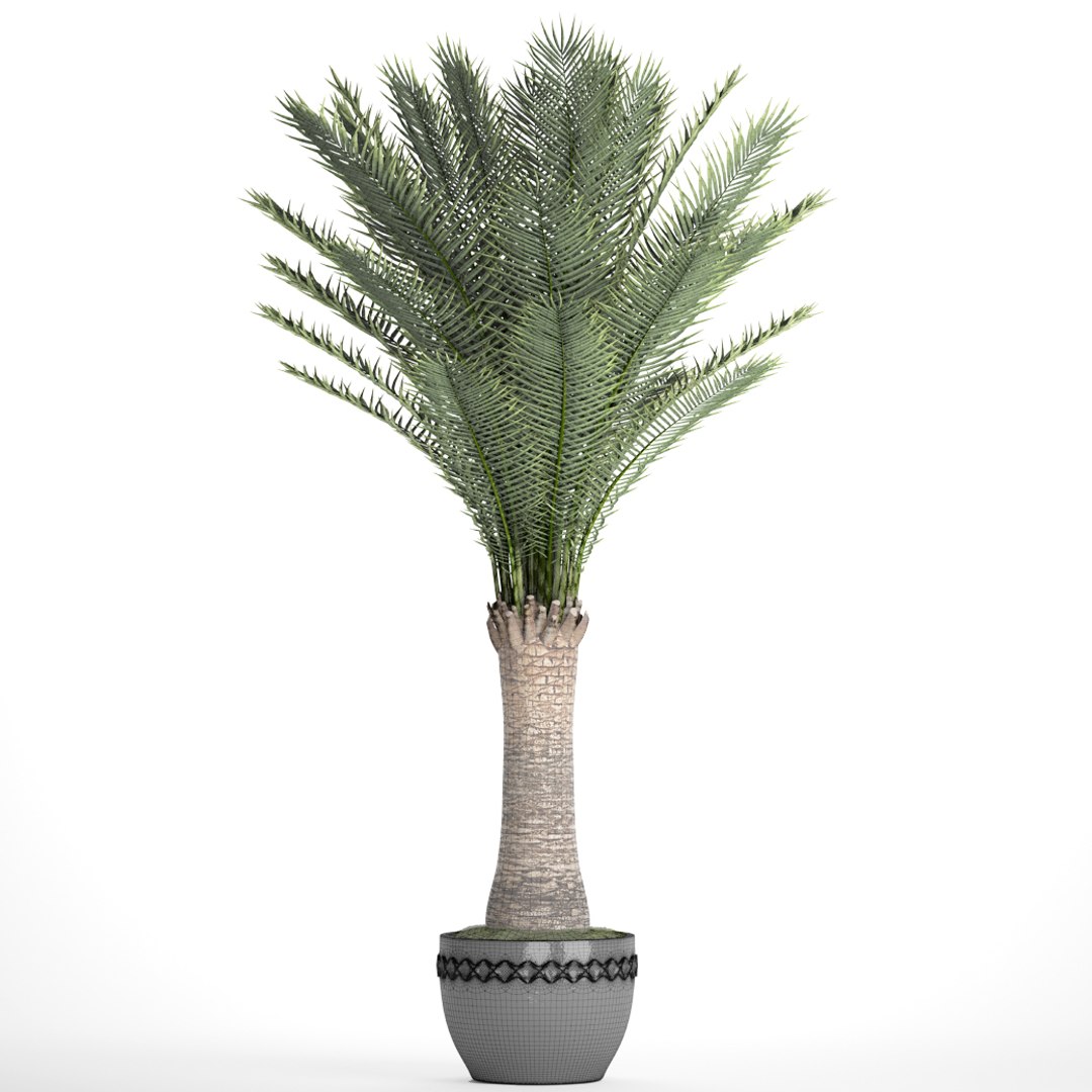 Date Palm 3D Model - TurboSquid 1198049