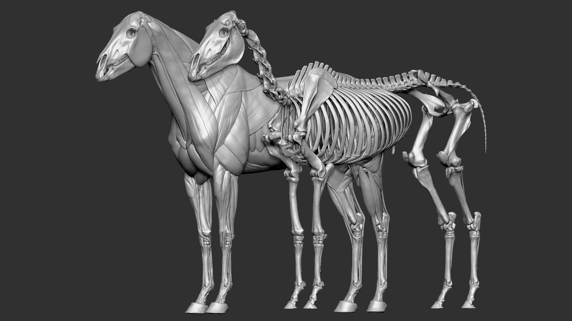 Horse Textured VFX MUSCLE SIMULATION model - TurboSquid 1752895