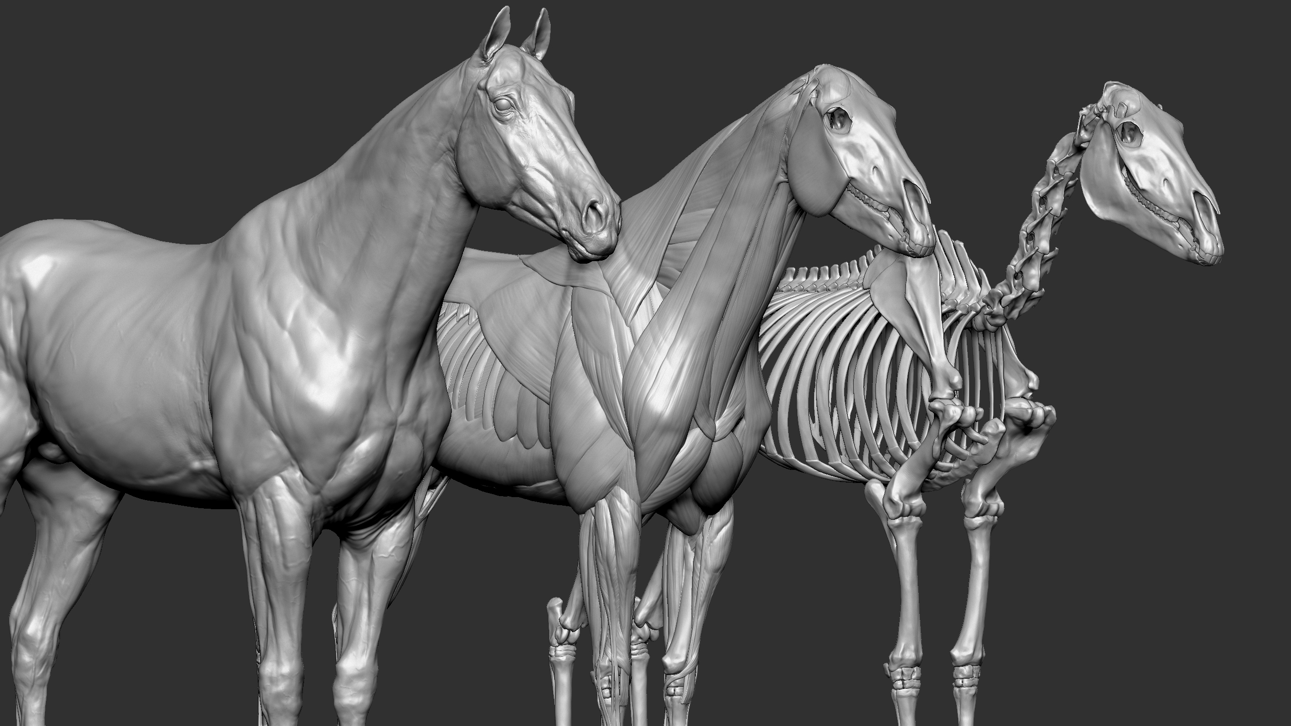Horse Textured VFX MUSCLE SIMULATION model - TurboSquid 1752895