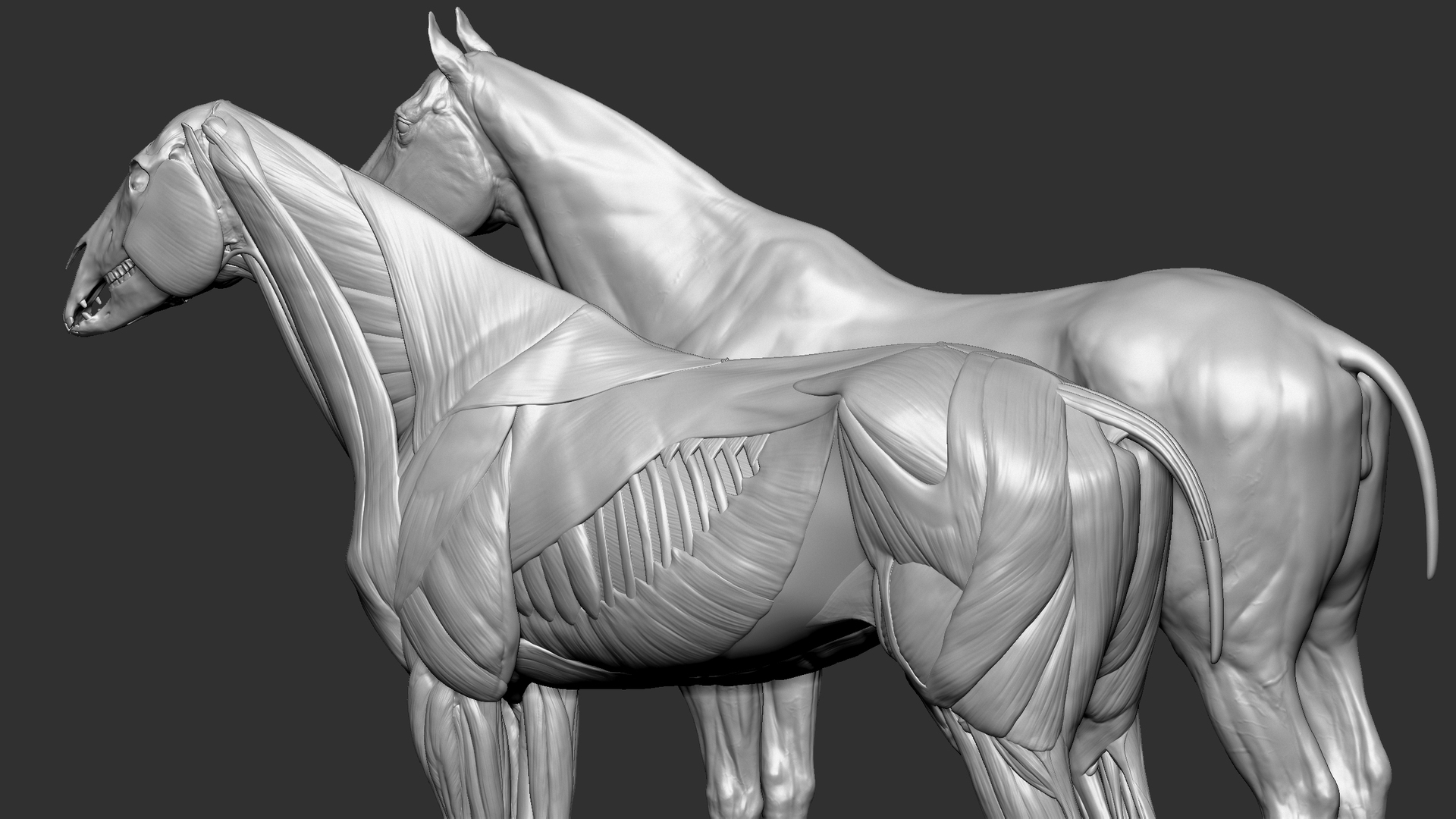 Horse Textured VFX MUSCLE SIMULATION model - TurboSquid 1752895