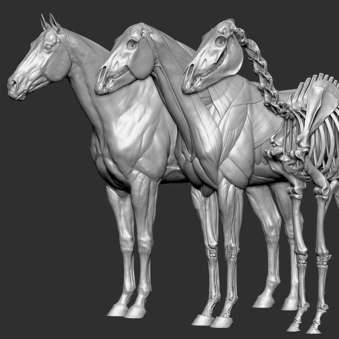 Horse Textured VFX MUSCLE SIMULATION model - TurboSquid 1752895