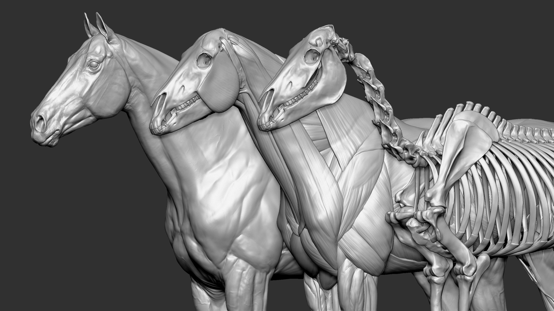 Horse Textured VFX MUSCLE SIMULATION model - TurboSquid 1752895