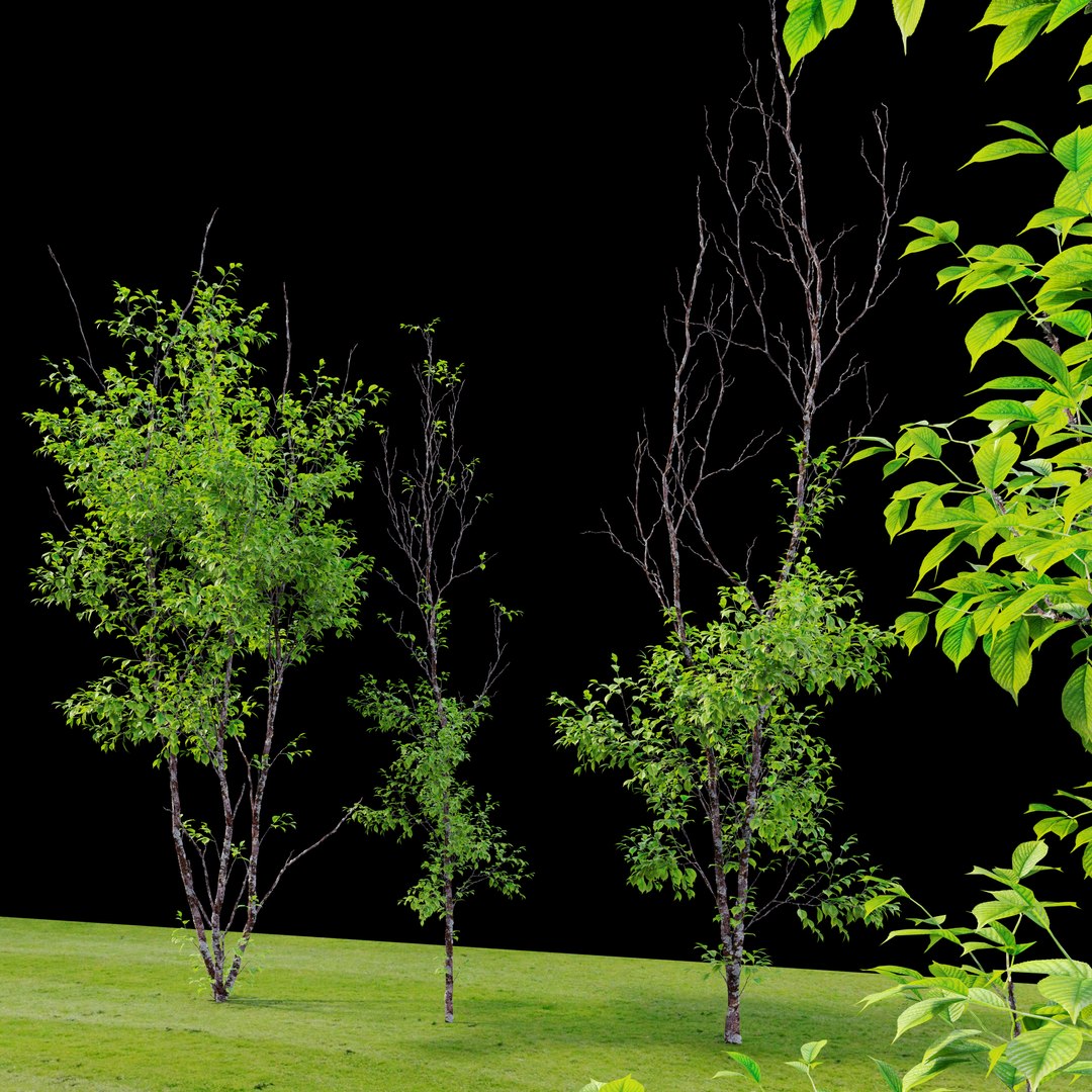 Cherry Sapling 3D Model - TurboSquid 1930690