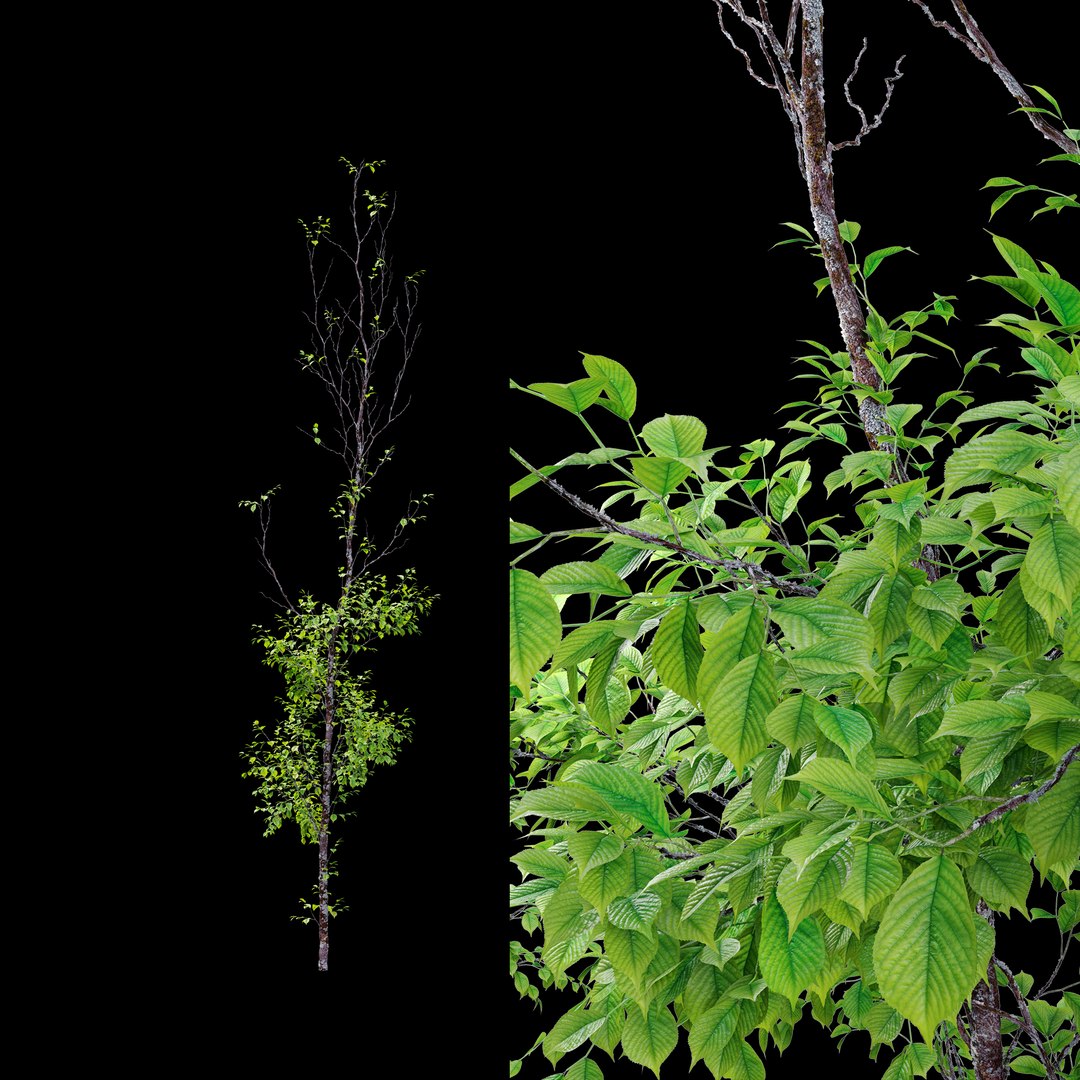 Cherry Sapling 3D Model - TurboSquid 1930690