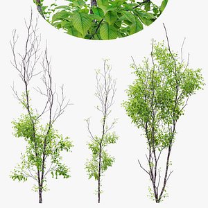 3D Sapling Models - Browse & Download Formats - TurboSquid