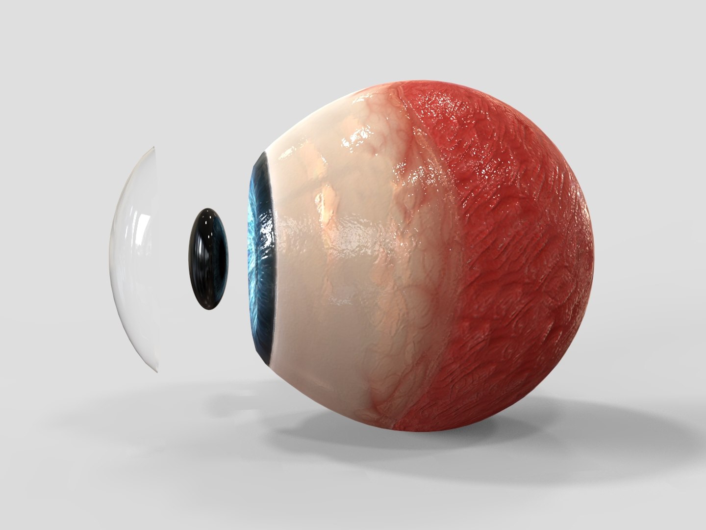 Human Eye 3d X