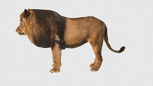 3D model Low Poly Red Panda Rigged With Realistic Texture - TurboSquid ...