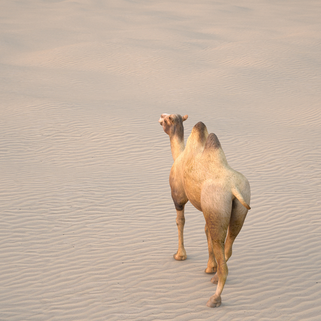 3d Max Camel