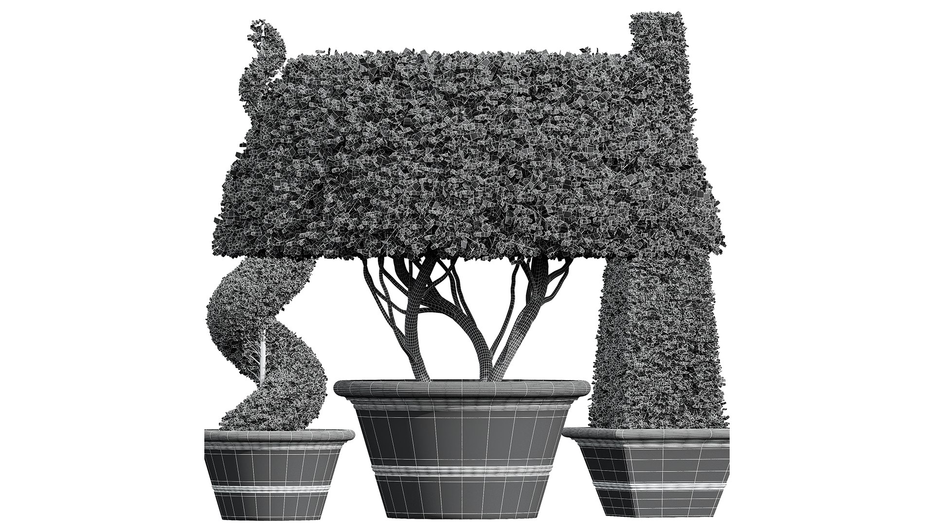 3D New Plant Ficus Concinna Bonsai Pruned14 Model - TurboSquid 2204707