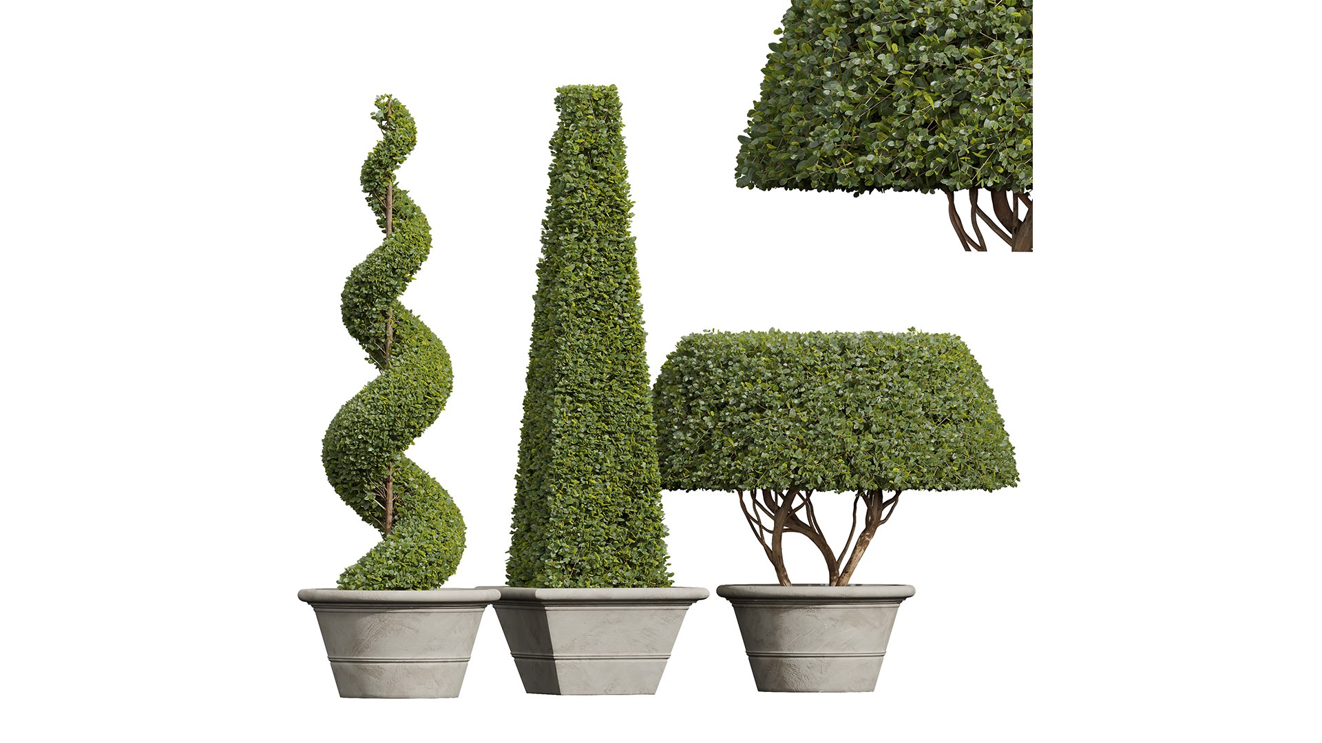 3D New Plant Ficus Concinna Bonsai Pruned14 Model - TurboSquid 2204707