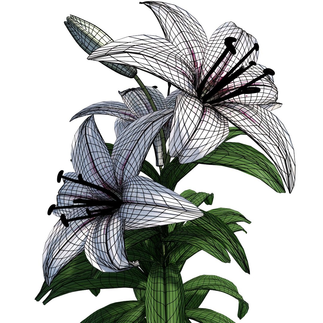 Lilies 3d Model