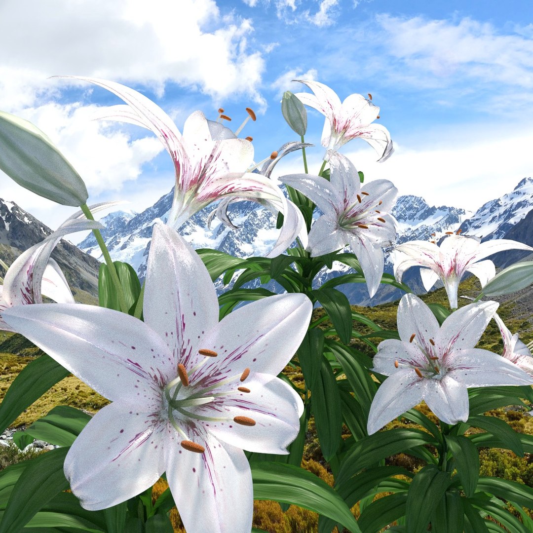 Lilies 3d Model