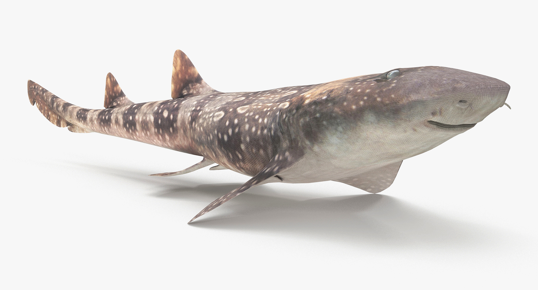 modelo 3d Tiburón de bambú (1) - TurboSquid 1172848