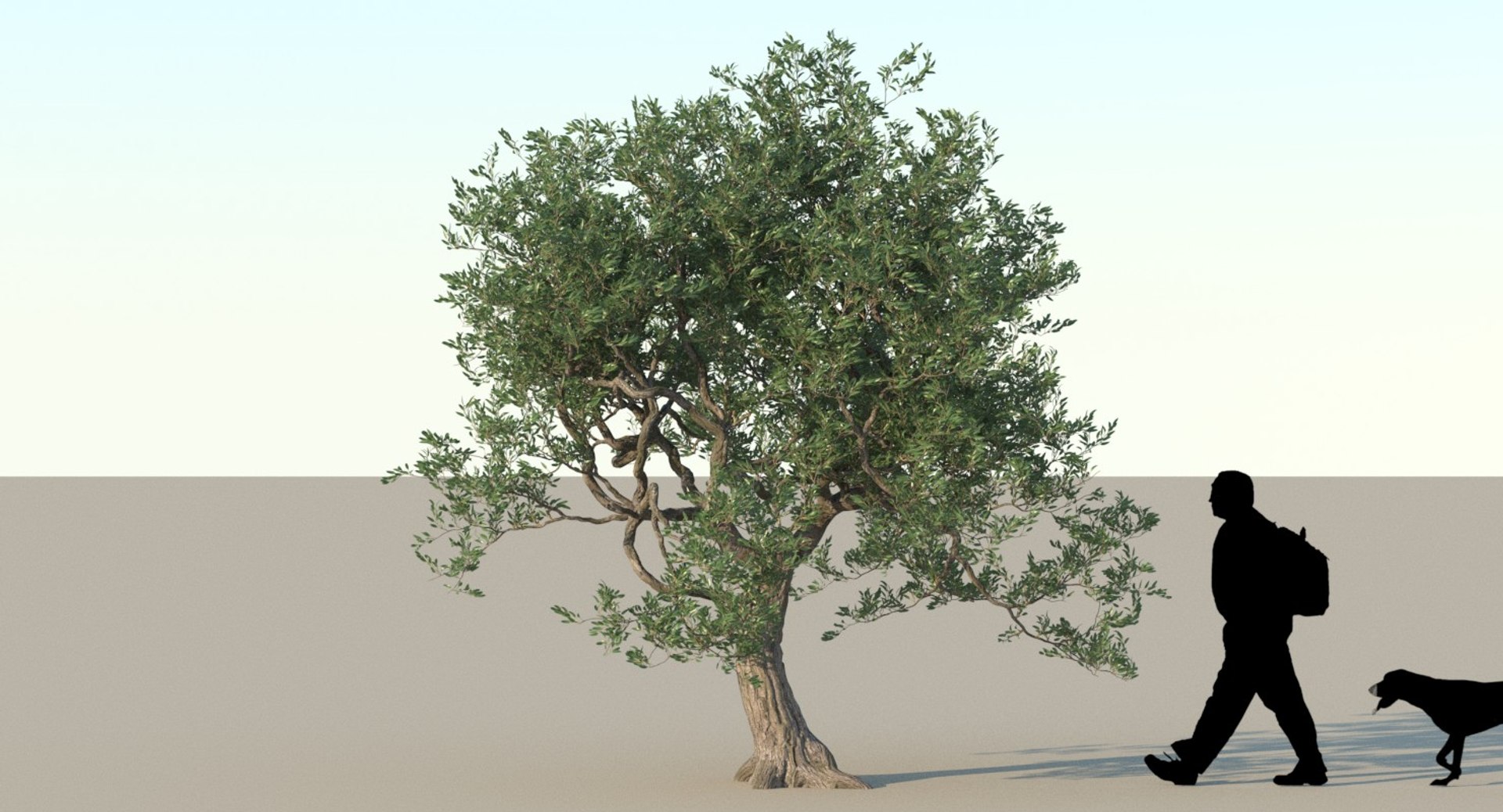 Olive Tree 3d Max