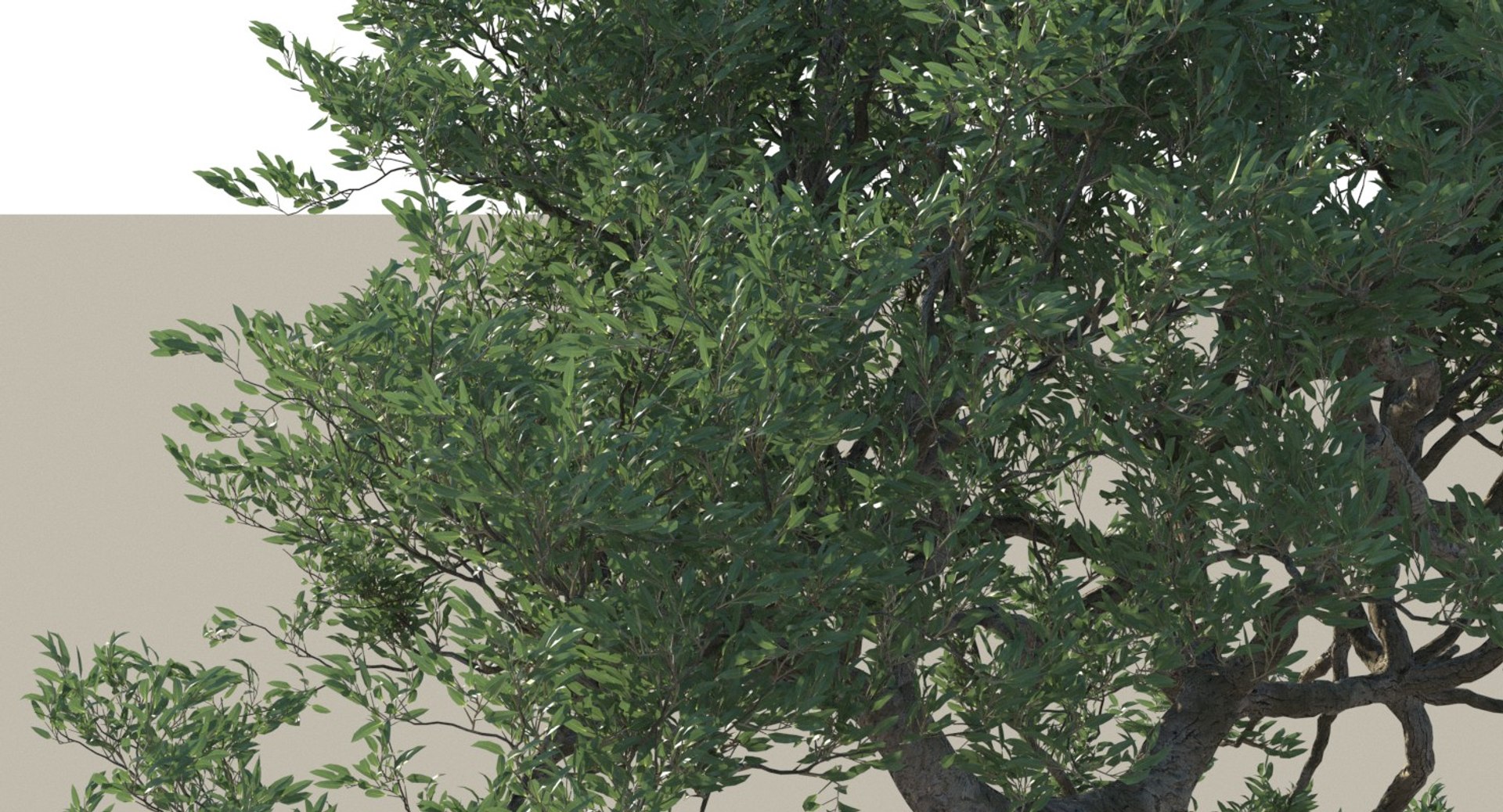 Olive Tree 3d Max