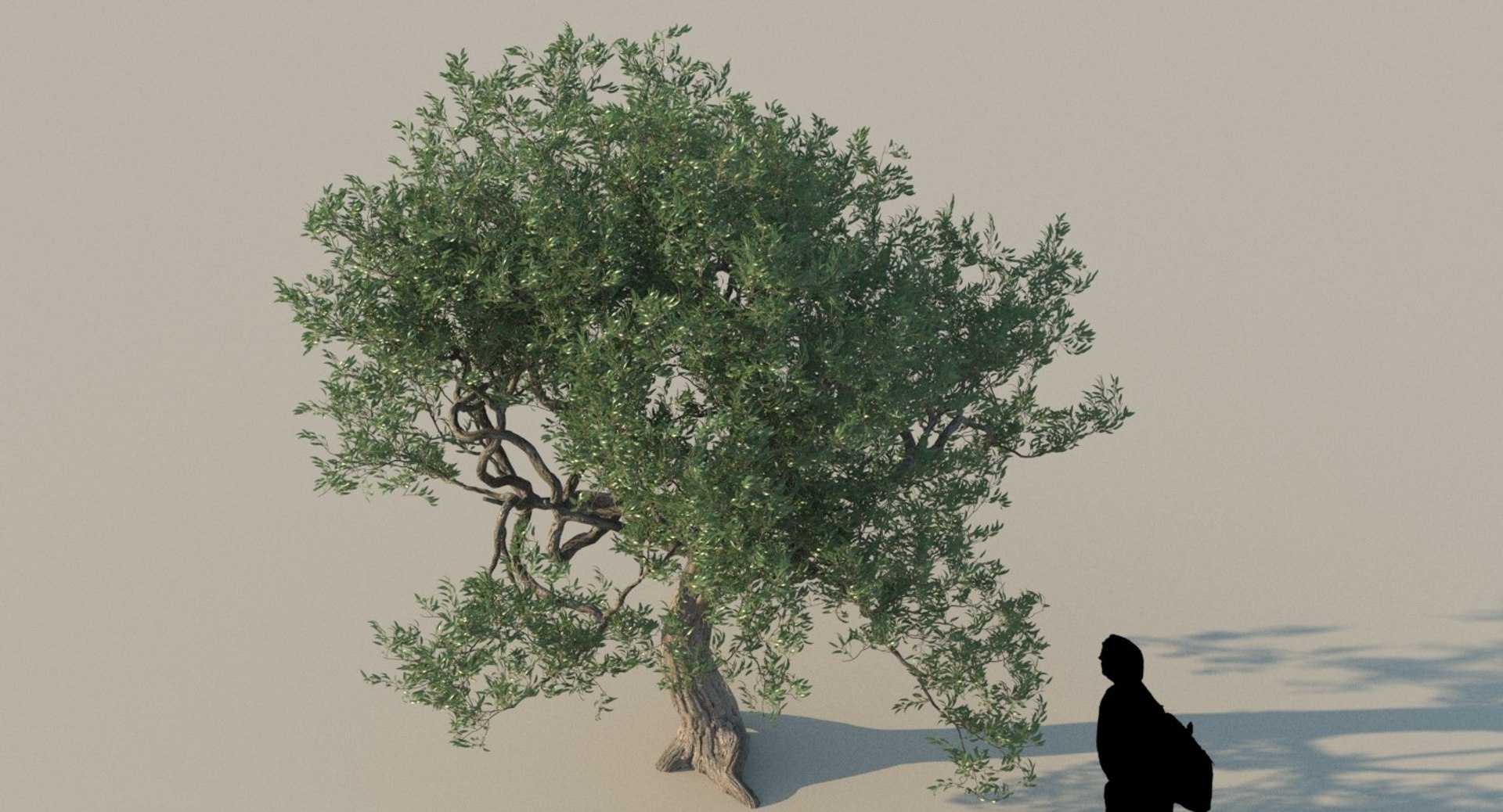 Olive Tree 3d Max