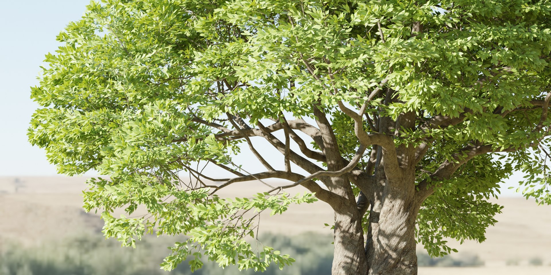 Landscape Tree Vol 165-Blender 3D - TurboSquid 2155573