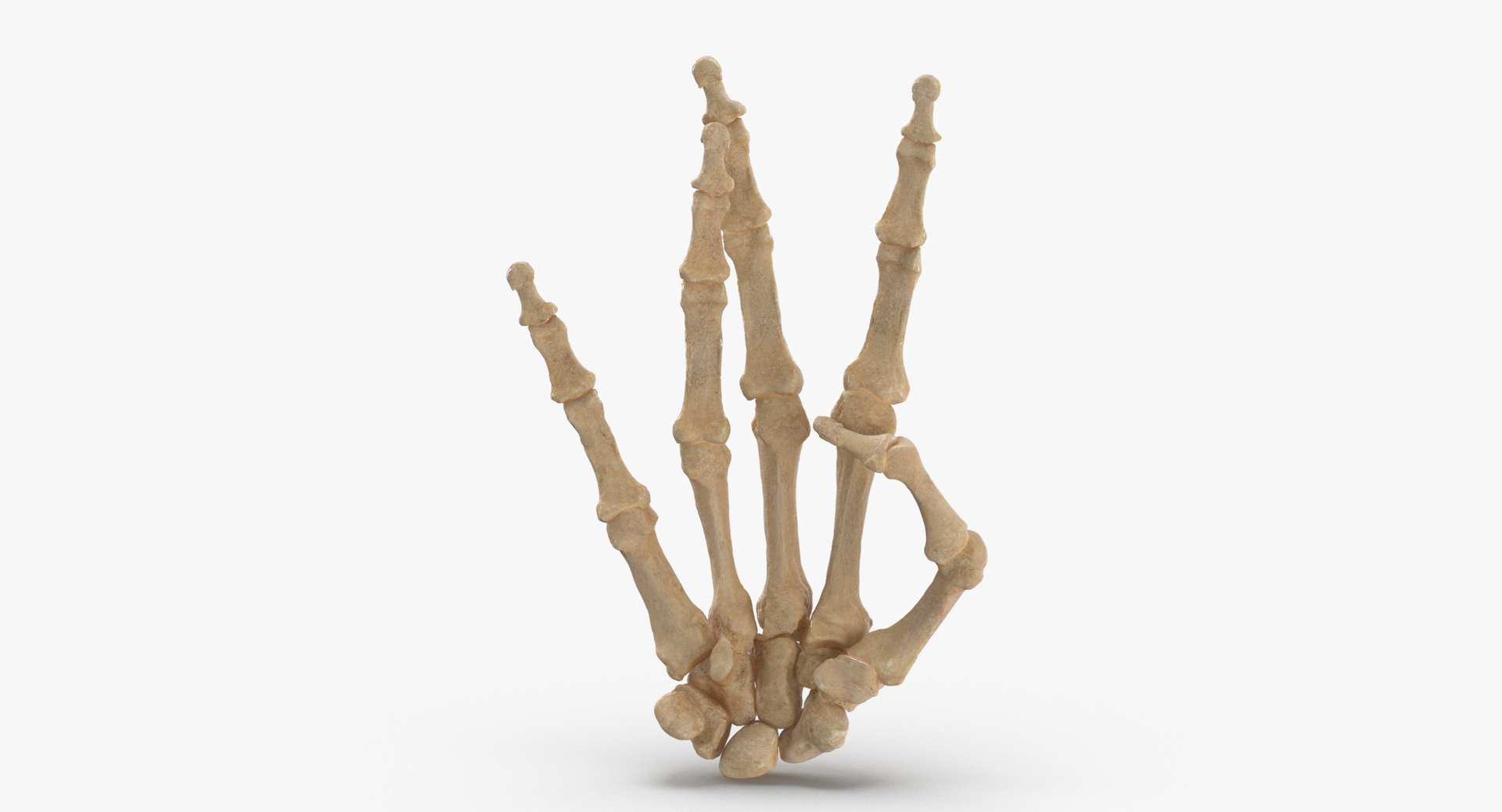 Human Hand Bones West Side Sign White And Yellow Collection 01 - 2 ...