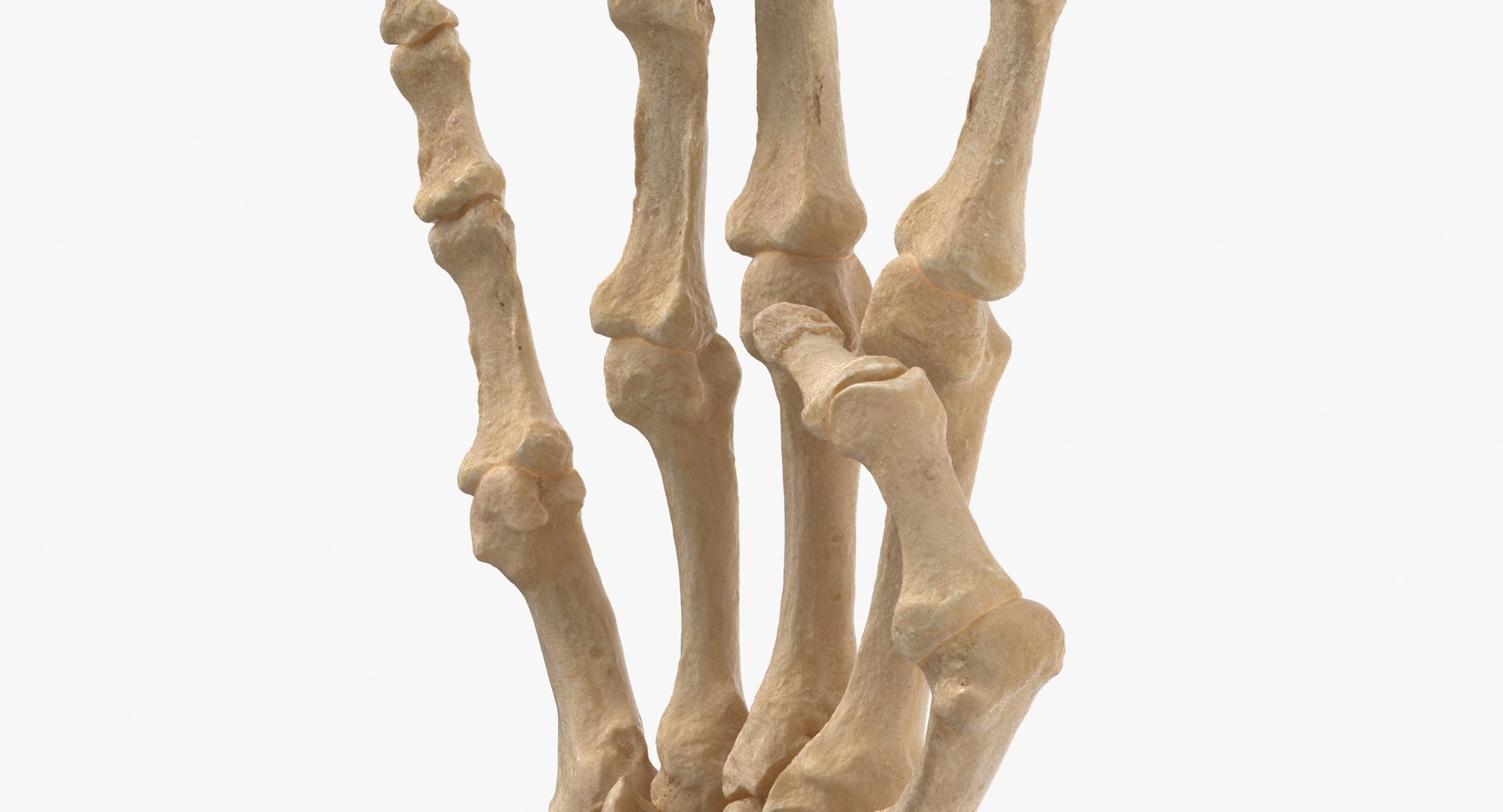 Human Hand Bones West Side Sign White And Yellow Collection 01 - 2 ...