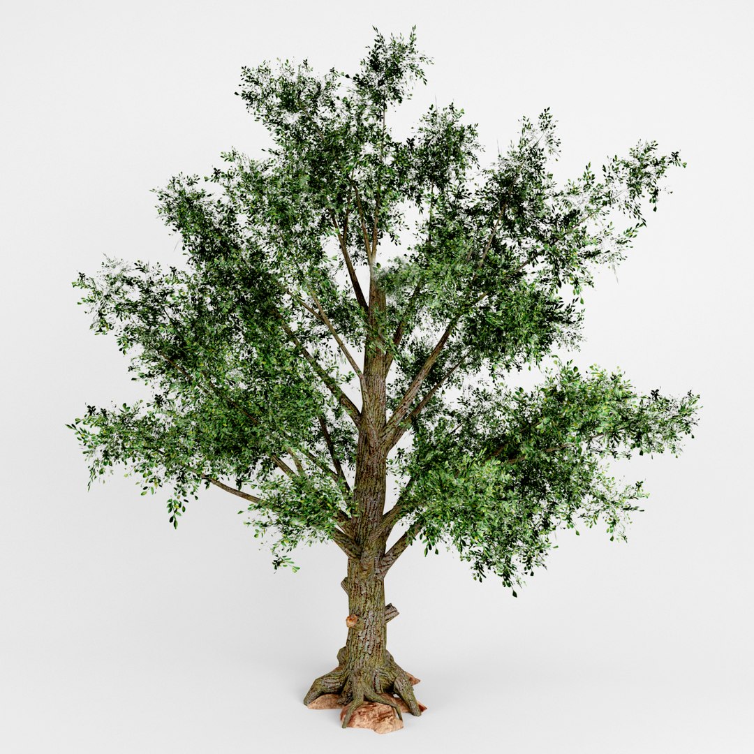 3d Model Deciduous Tree
