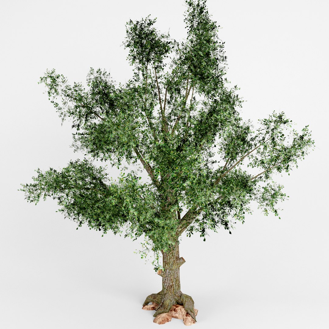 3d Model Deciduous Tree