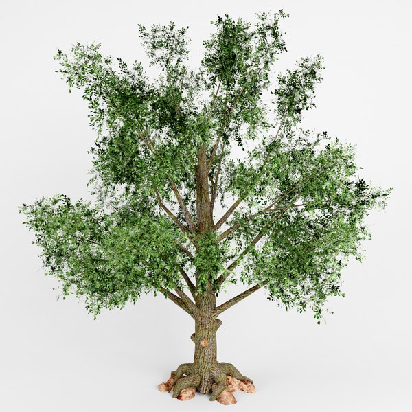 3d model deciduous tree