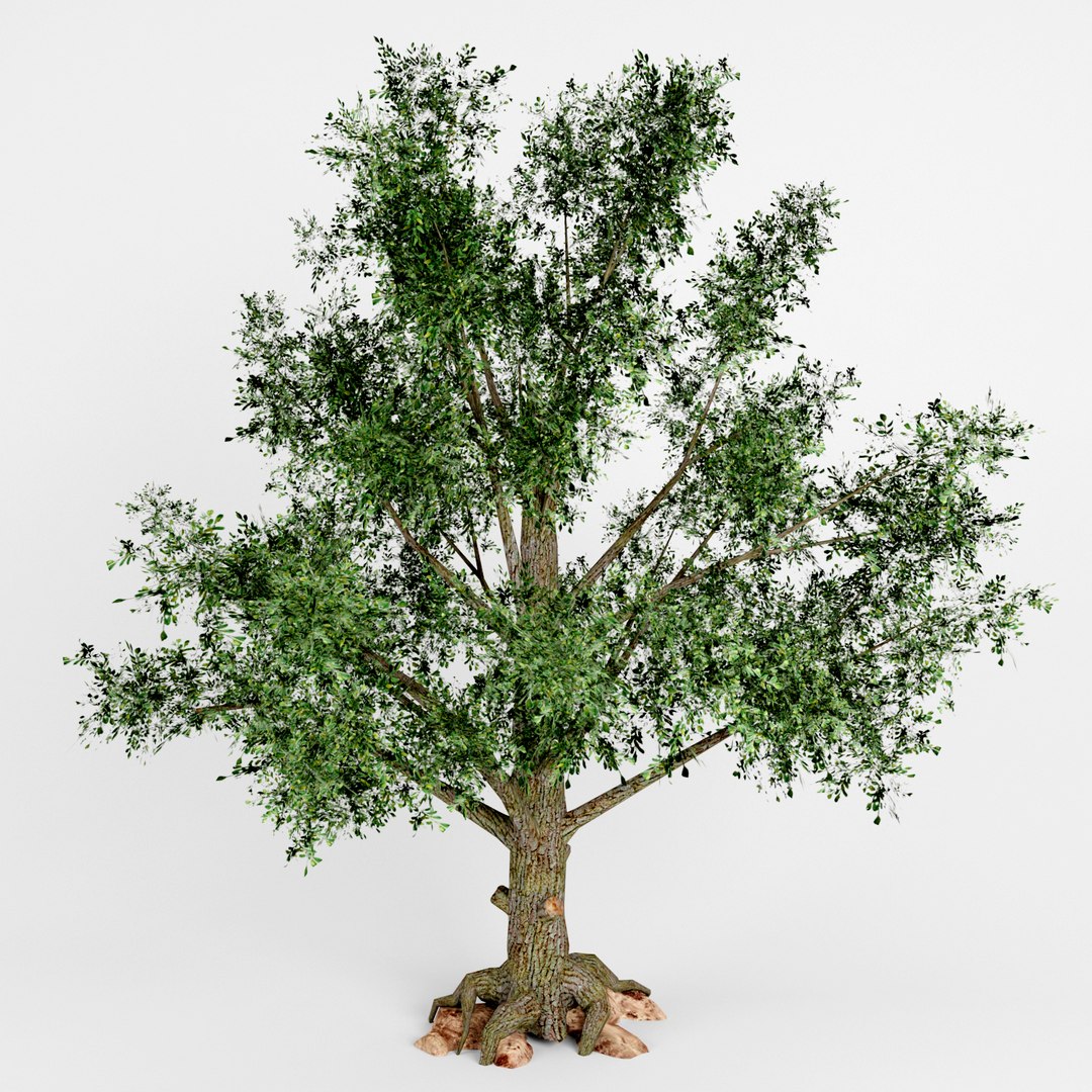 3d Model Deciduous Tree