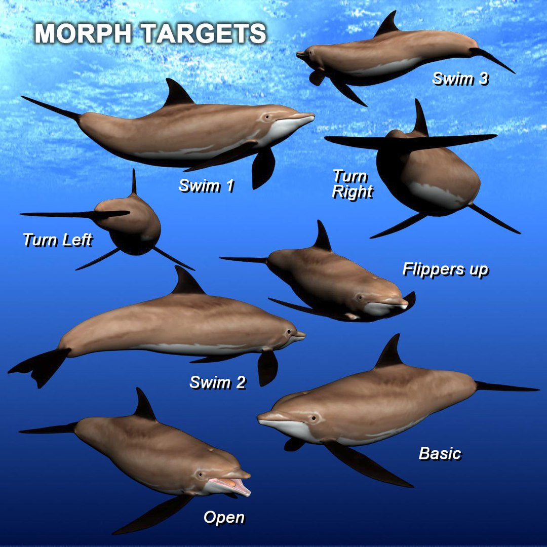 3d Model Bottlenose Dolphine