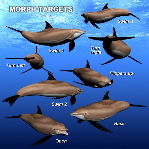 3d model bottlenose dolphine