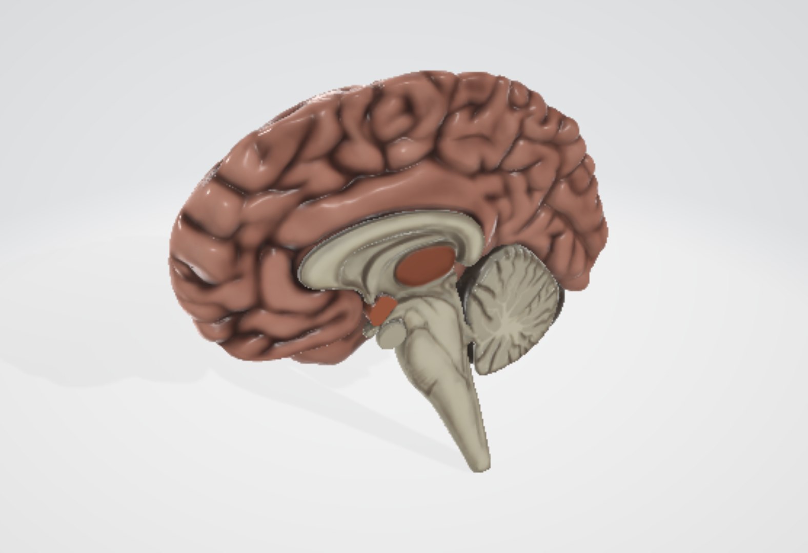 Human Brain 3D Model - TurboSquid 2410218