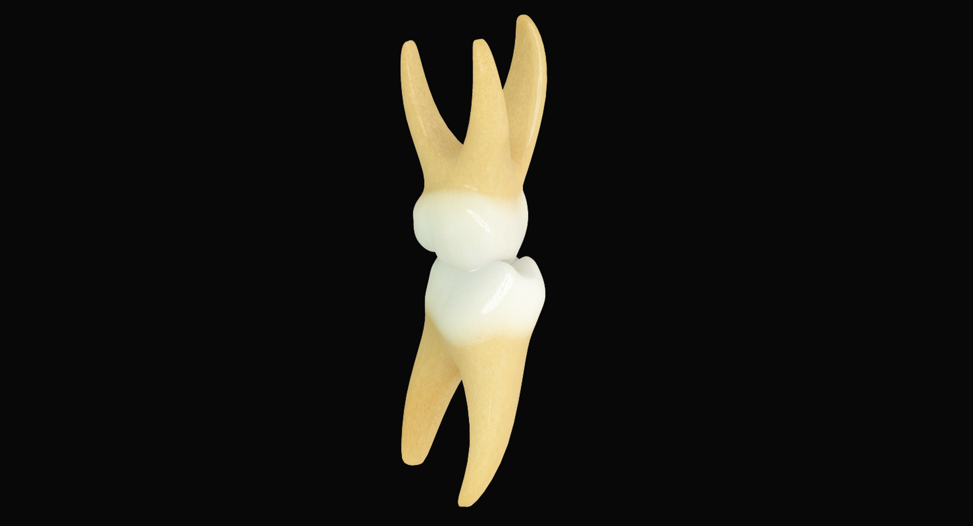 Primary Molars Max