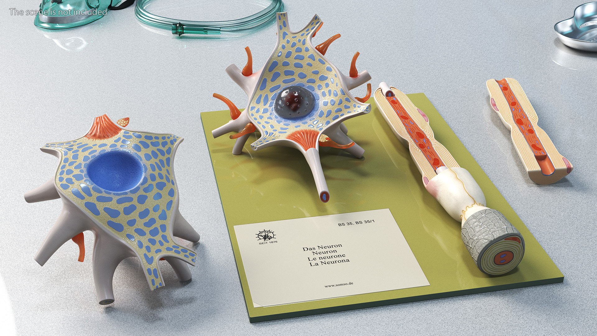 Human Neuron Model On Stand Model - TurboSquid 2059401