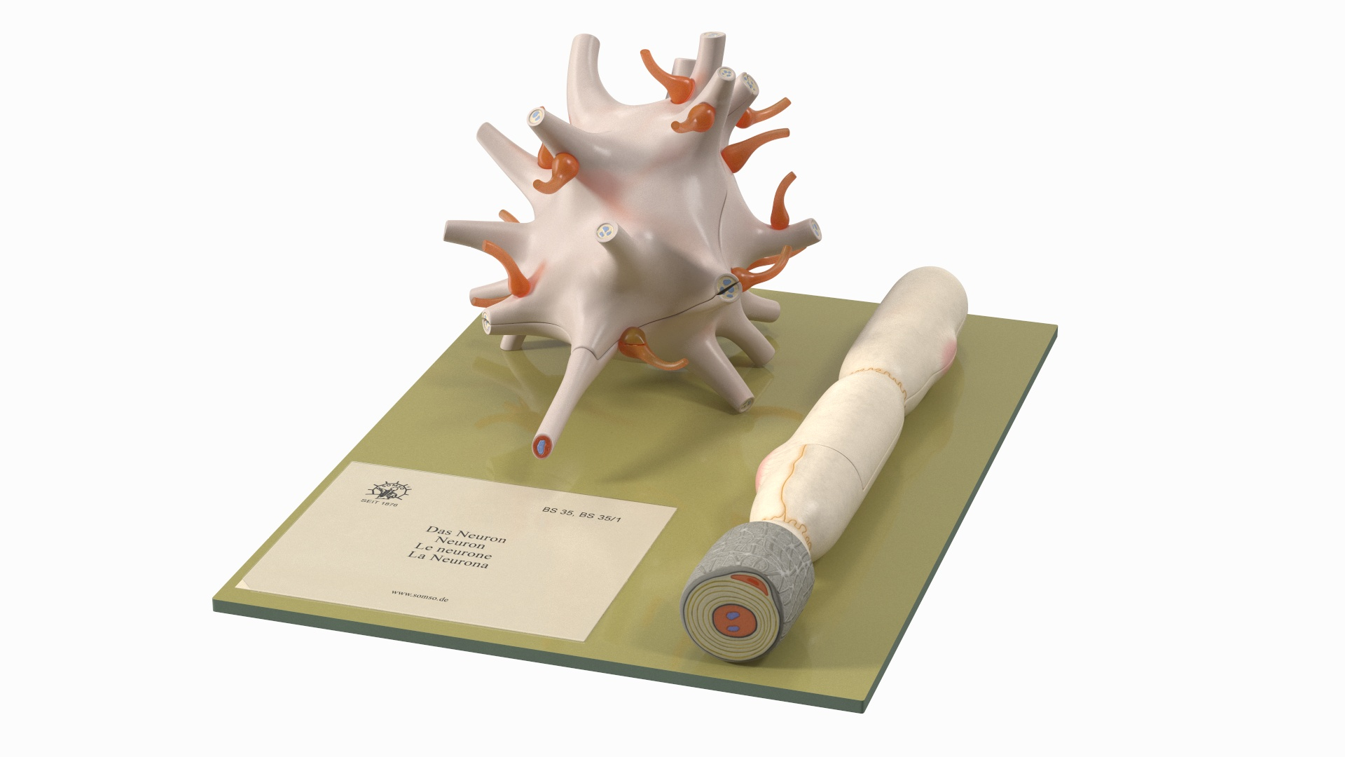 Human Neuron Model On Stand Model - TurboSquid 2059401