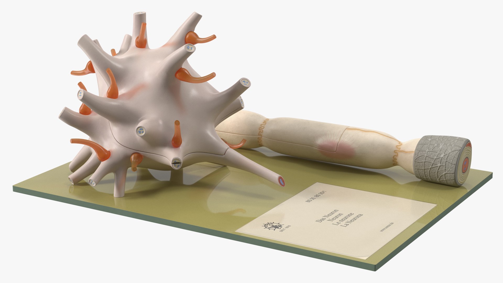 Human Neuron Model On Stand Model - TurboSquid 2059401