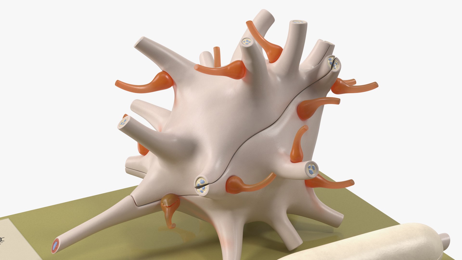 Human Neuron Model on Stand model - TurboSquid 2059401