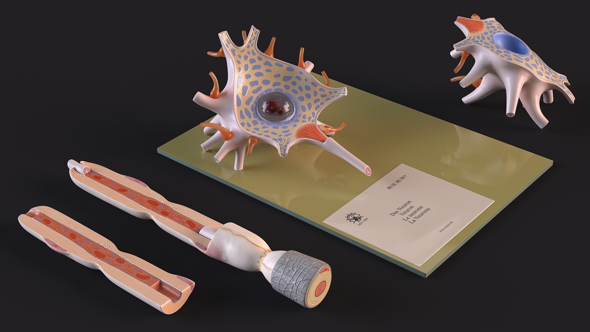 Human Neuron Model On Stand Model - TurboSquid 2059401