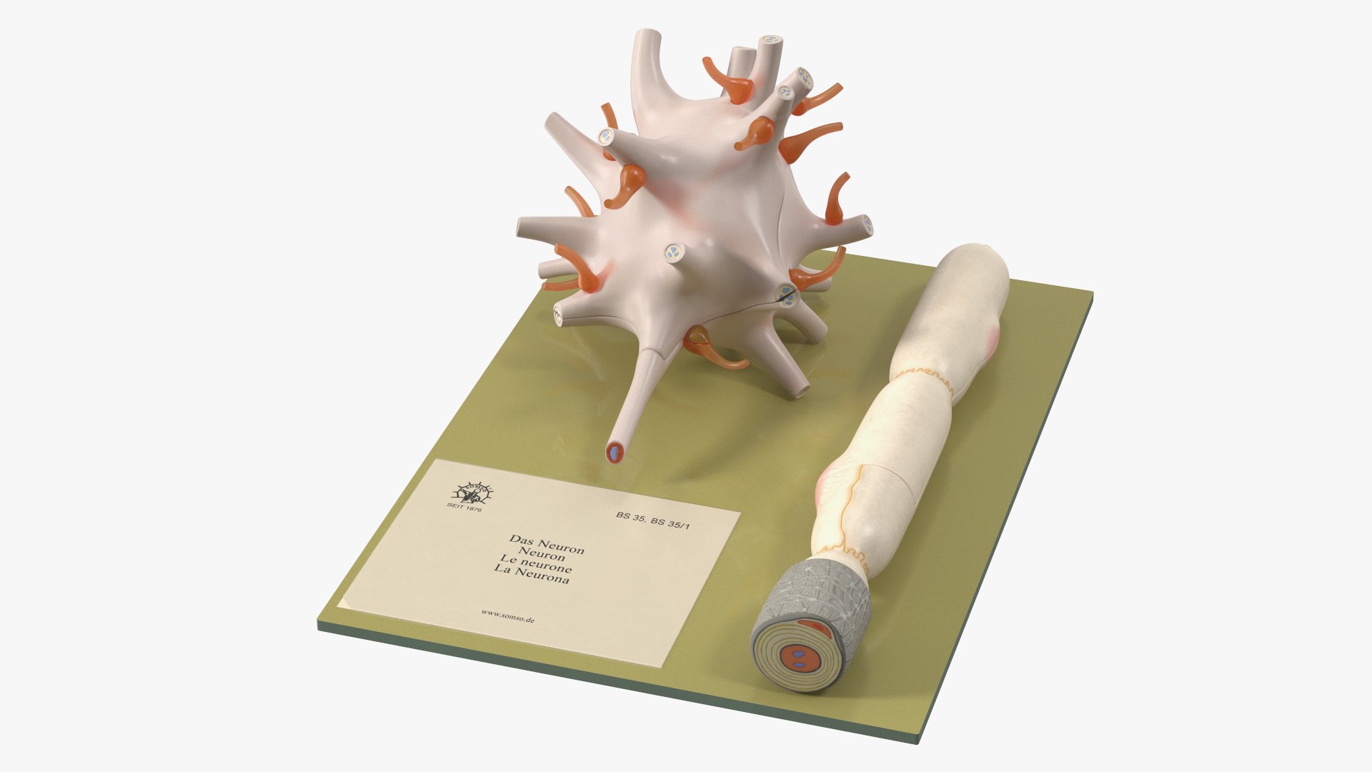 Human Neuron Model on Stand model - TurboSquid 2059401