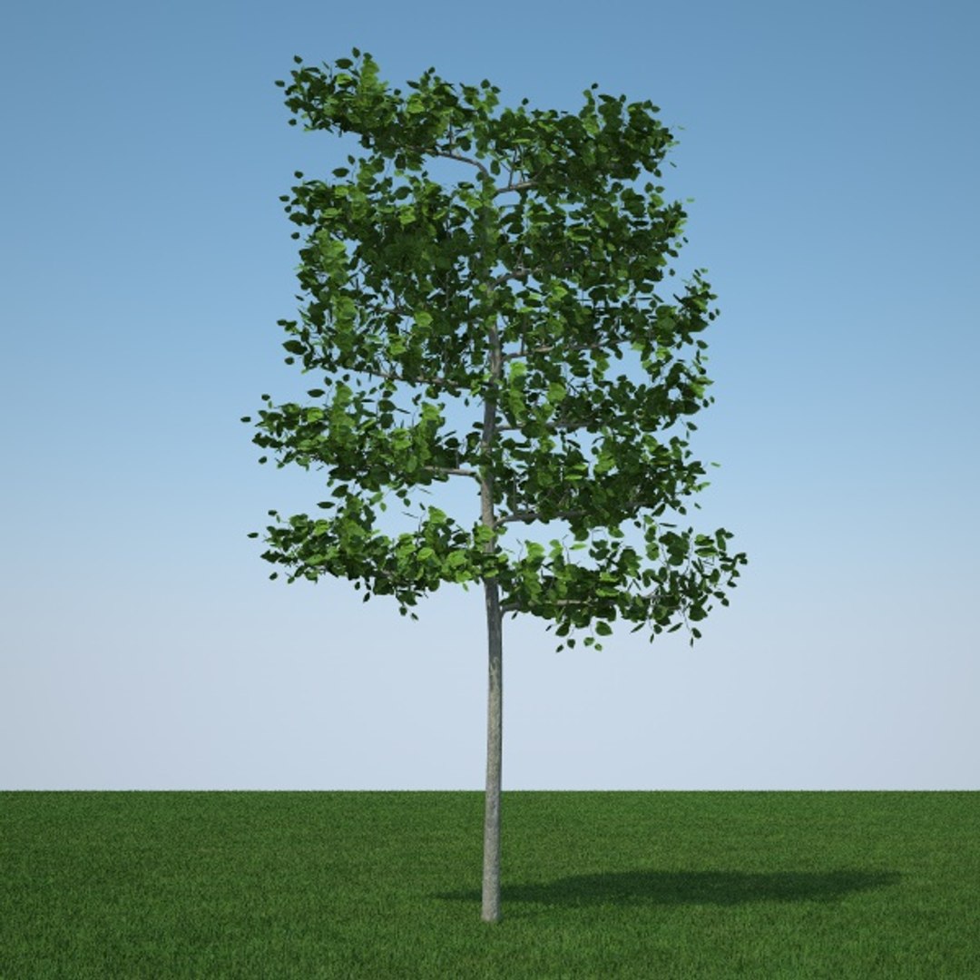 C4d Common Lime Tree