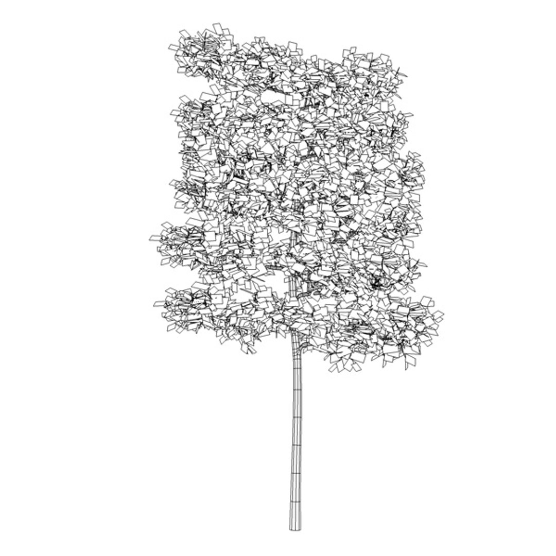 C4d Common Lime Tree