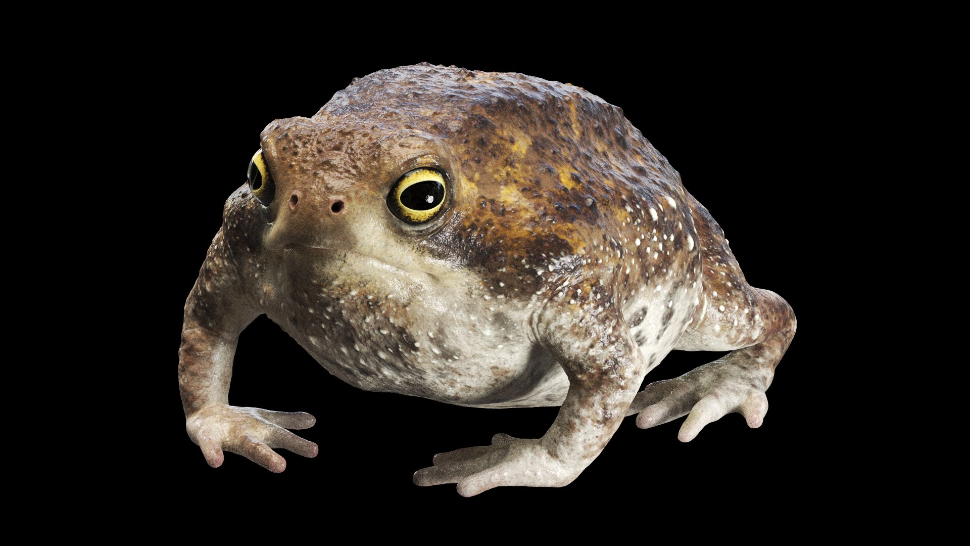3D Common Rain Frog Model - TurboSquid 2421588