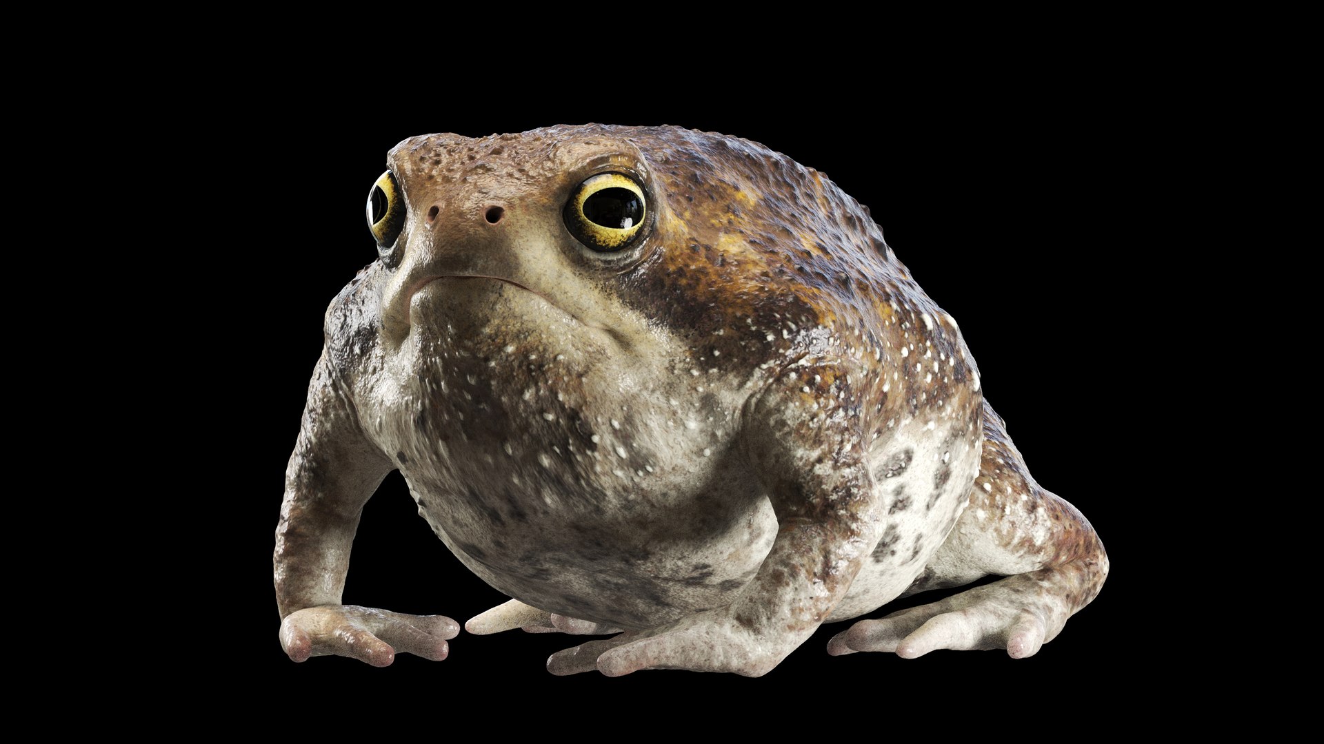 3D Common Rain Frog Model - TurboSquid 2421588